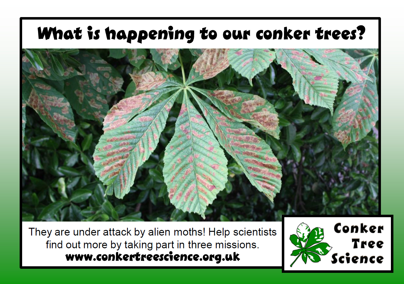 Conker Tree Science | NCCPE